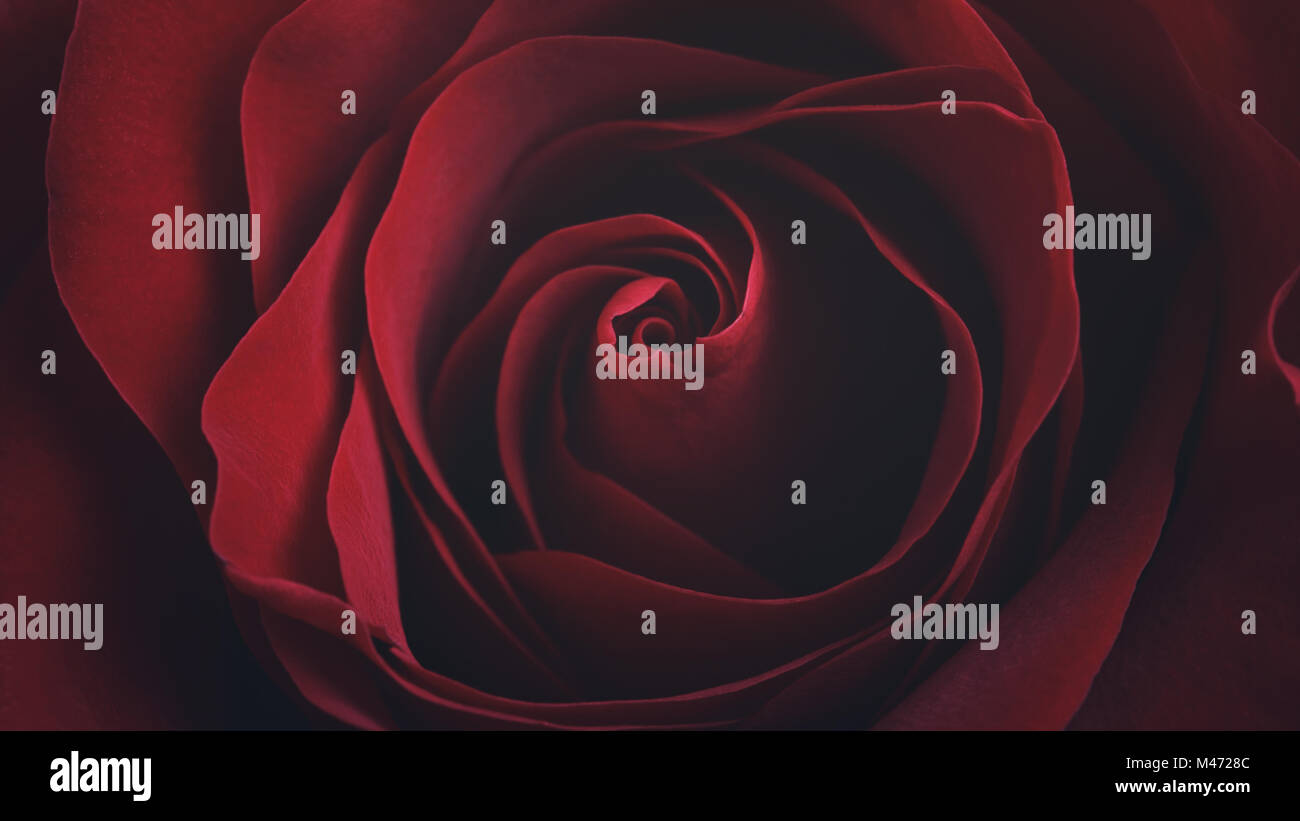 dark red rose close up shot Stock Photo - Alamy