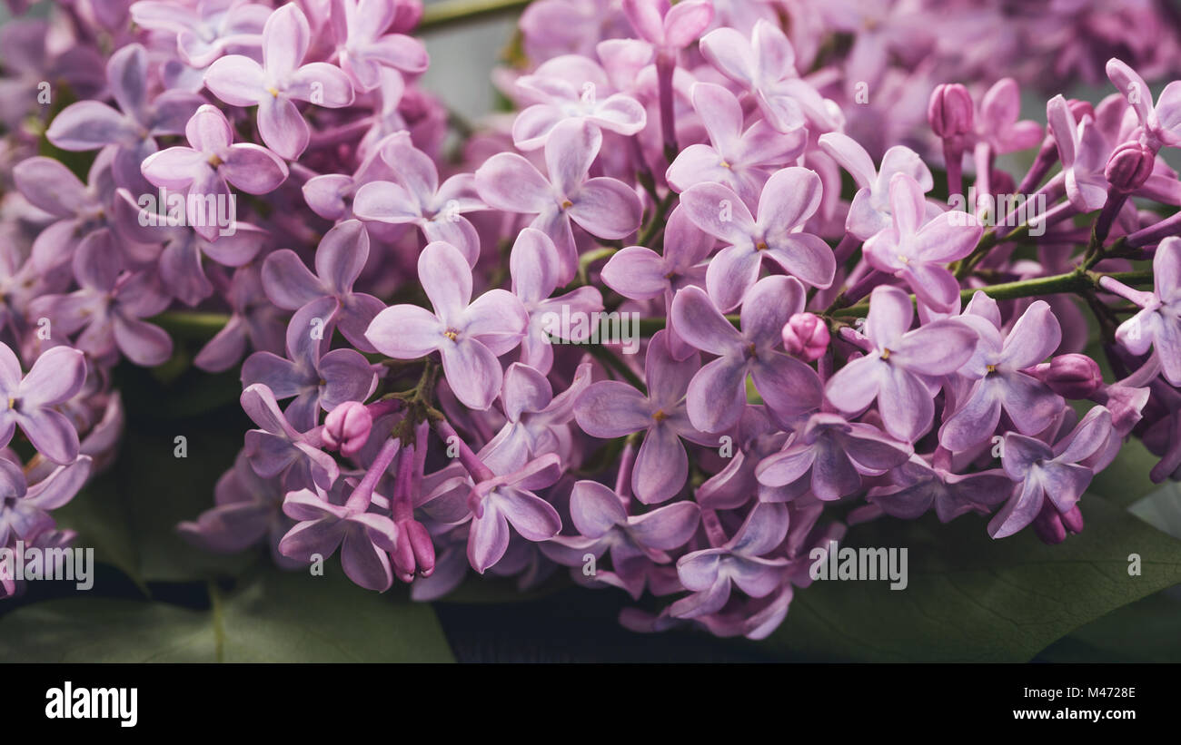 lilac flowers macro photo Stock Photo - Alamy