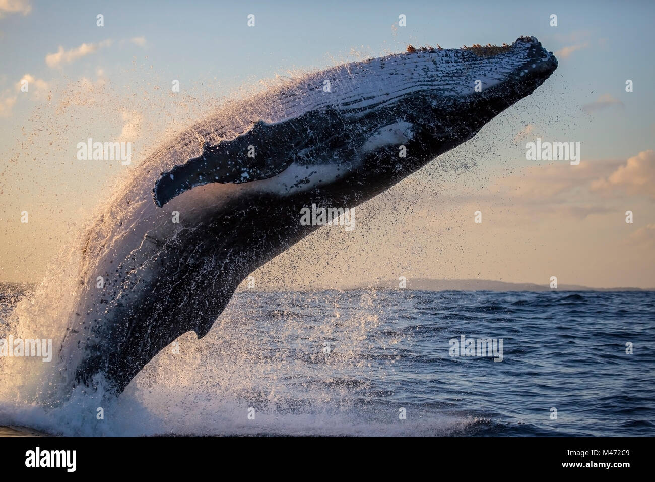 Close up sunset humpback whale breach, Sydney, Australia Stock Photo ...