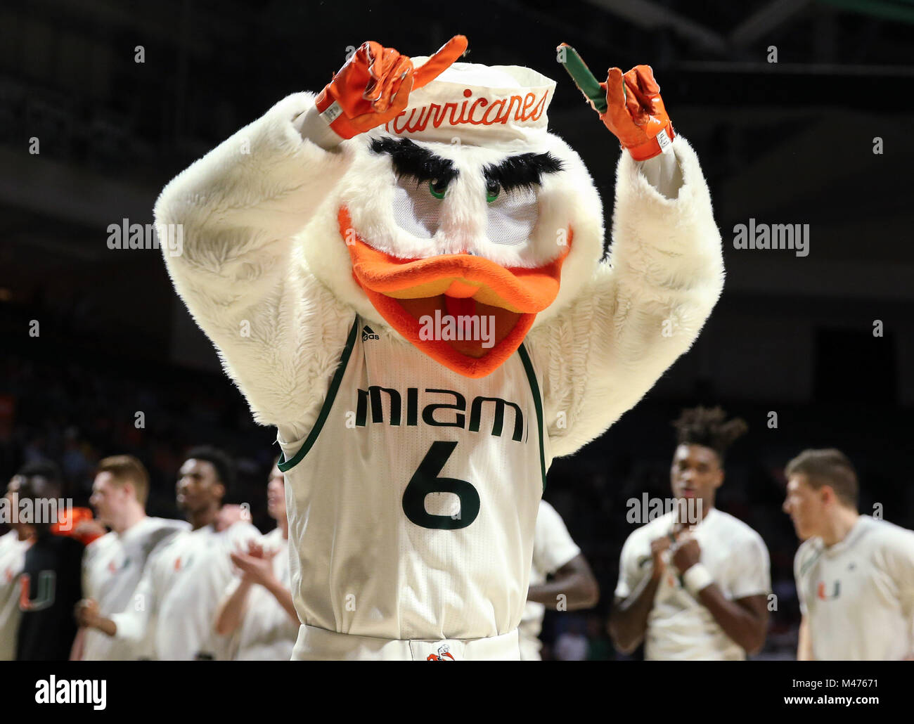 University Of Florida Mascot High Resolution Stock Photography and ...
