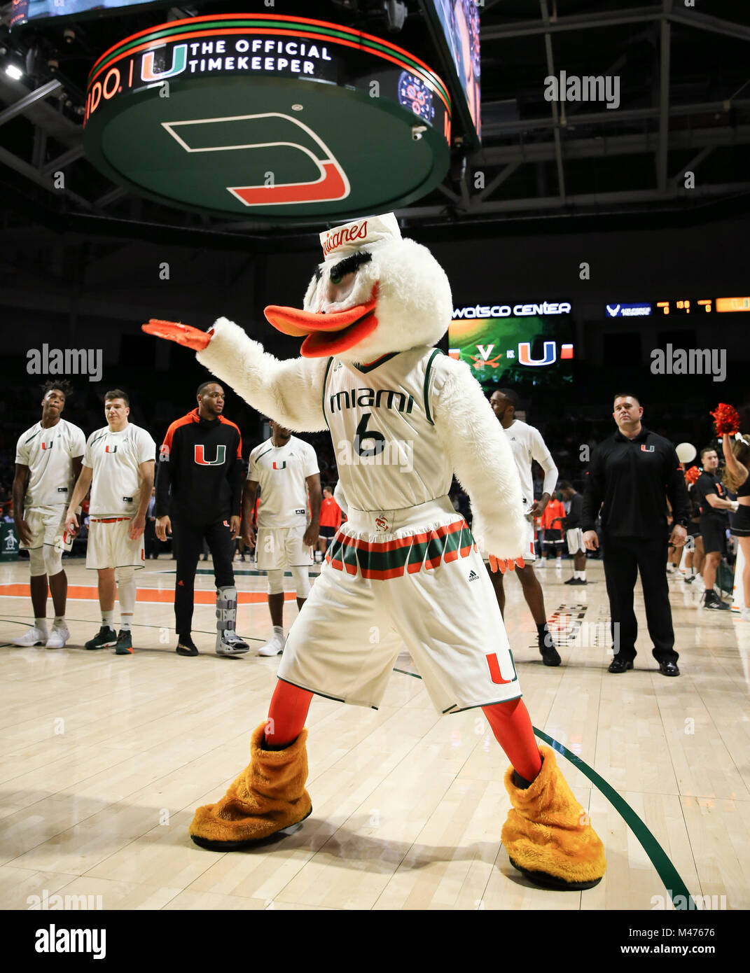 University Of Florida Mascot High Resolution Stock Photography and ...