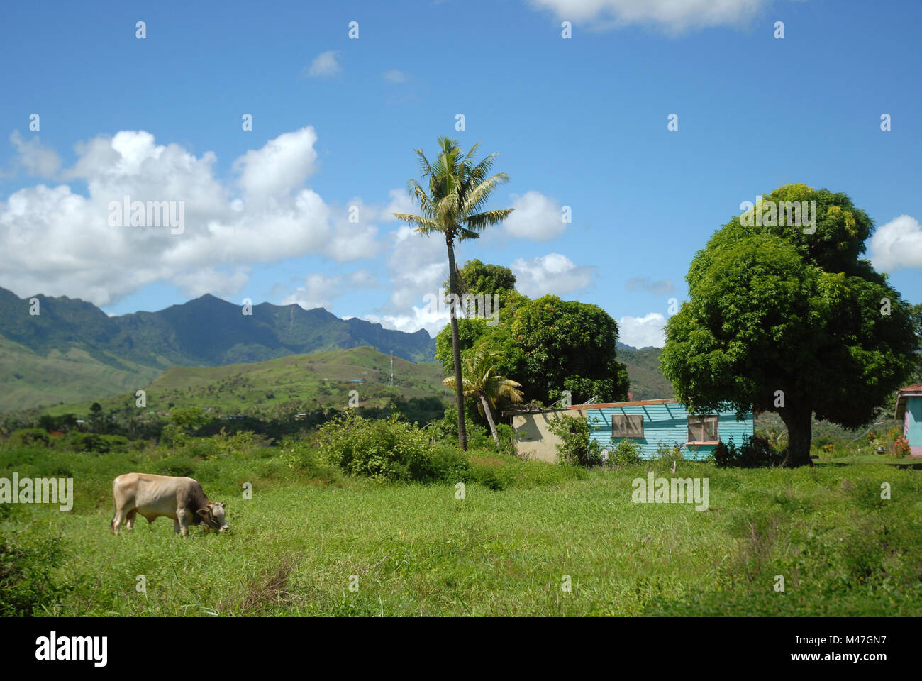 Fijian agriculture hi-res stock photography and images - Alamy
