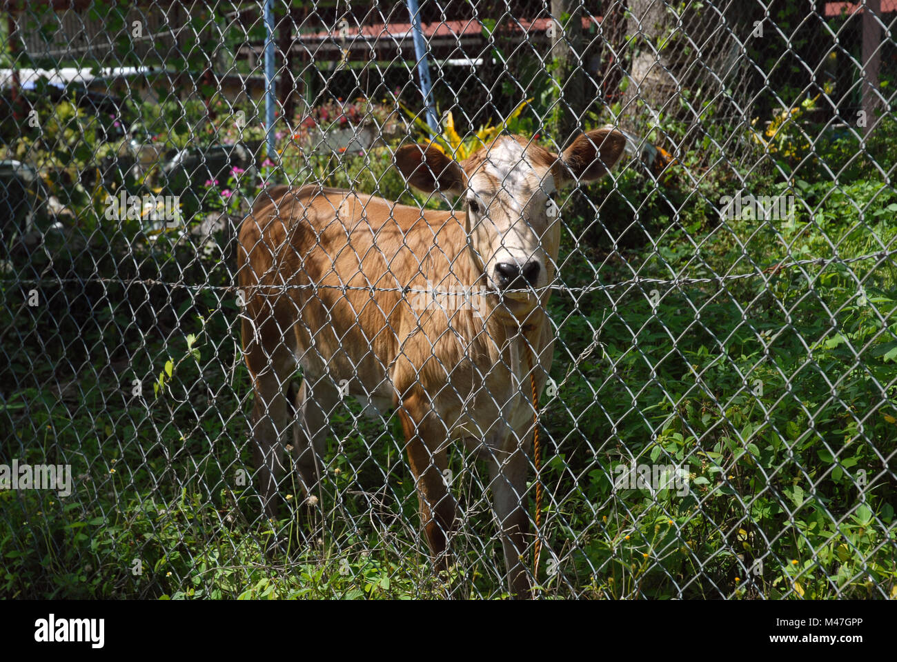 Cow behind a metal fence, Rakiraki, Fiji Stock Photo - Alamy