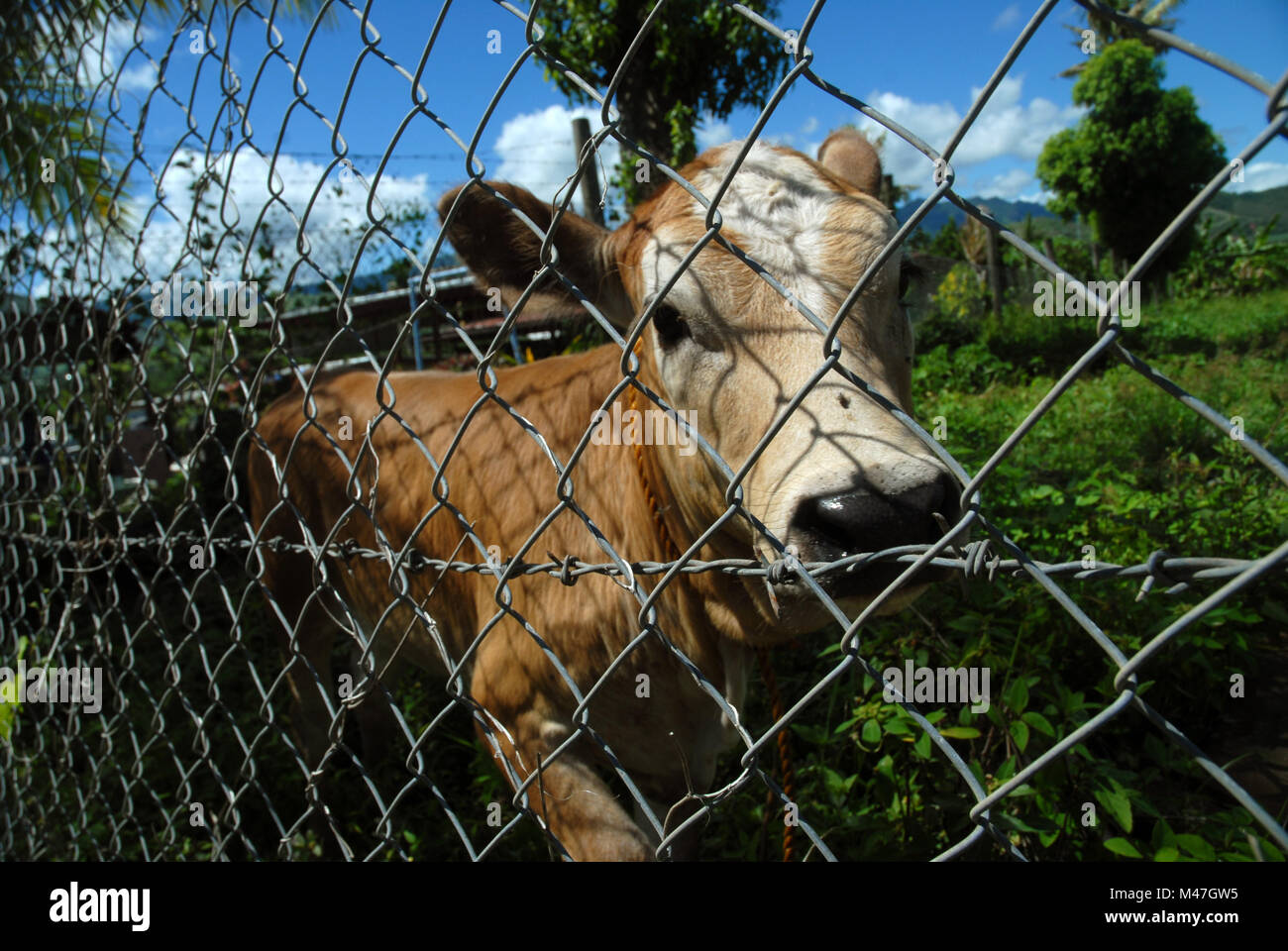 Cow behind a metal fence, Rakiraki, Fiji Stock Photo - Alamy