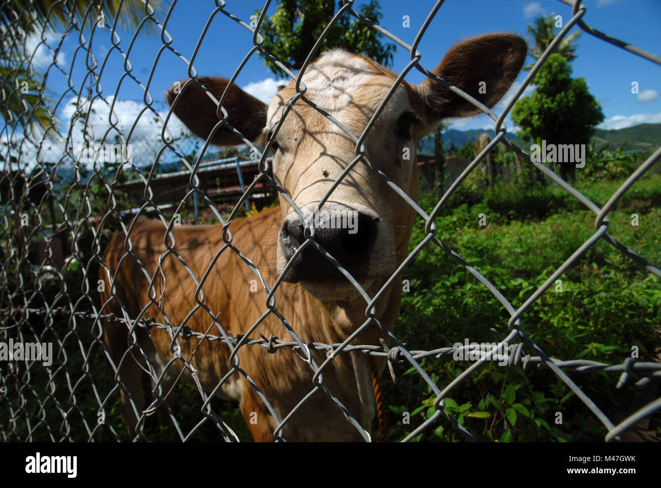 Cow behind a metal fence, Rakiraki, Fiji Stock Photo - Alamy