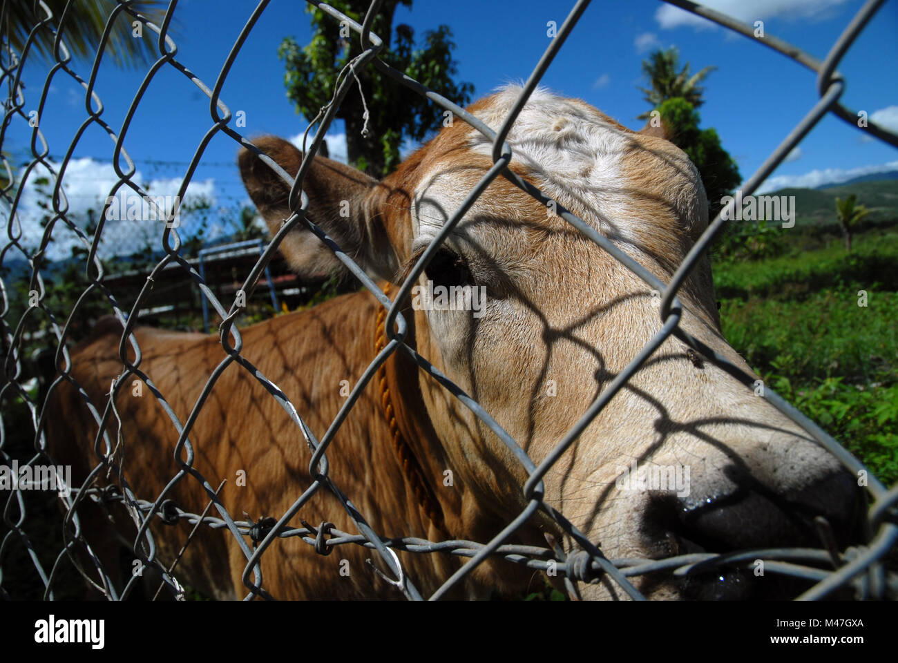 Cow behind a metal fence, Rakiraki, Fiji Stock Photo - Alamy
