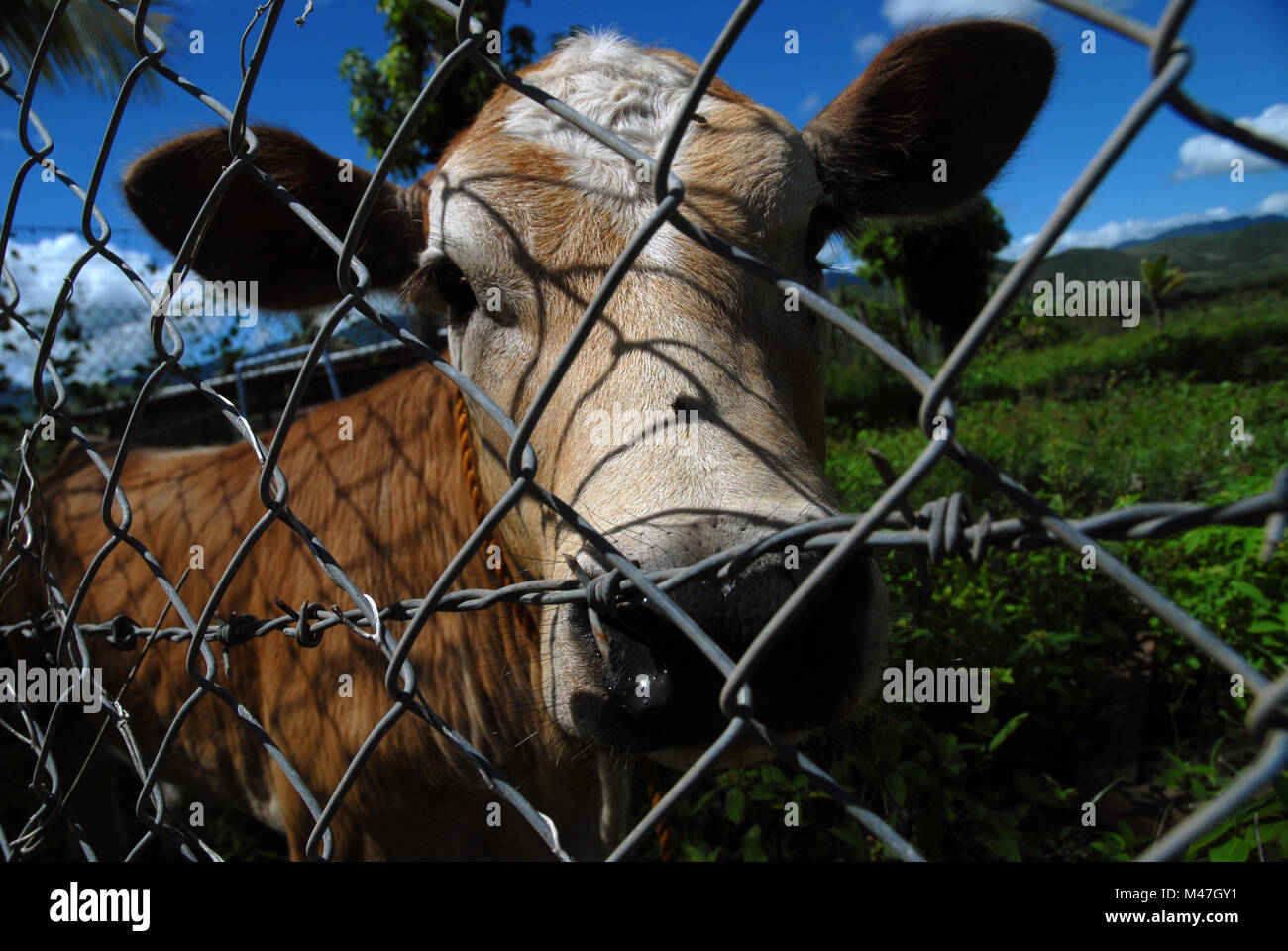 Cow behind a metal fence, Rakiraki, Fiji Stock Photo - Alamy