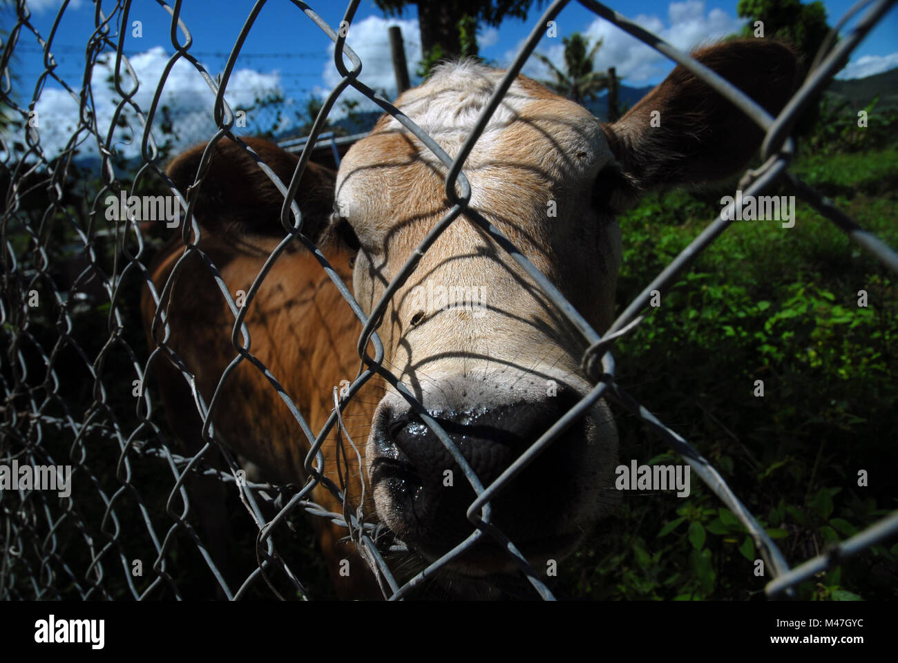 Cow behind a metal fence, Rakiraki, Fiji Stock Photo - Alamy
