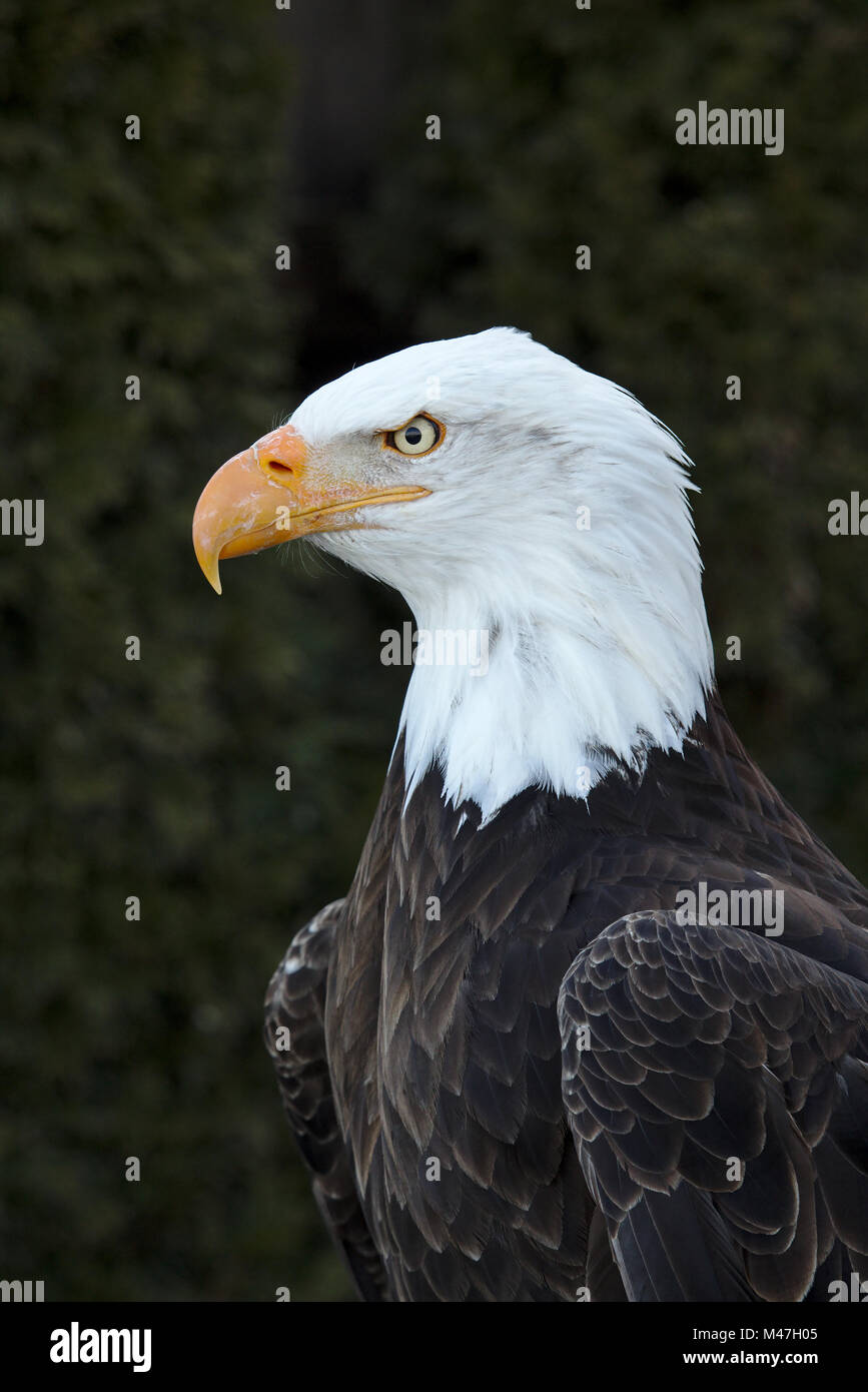 Bald eagle side view hi-res stock photography and images - Alamy