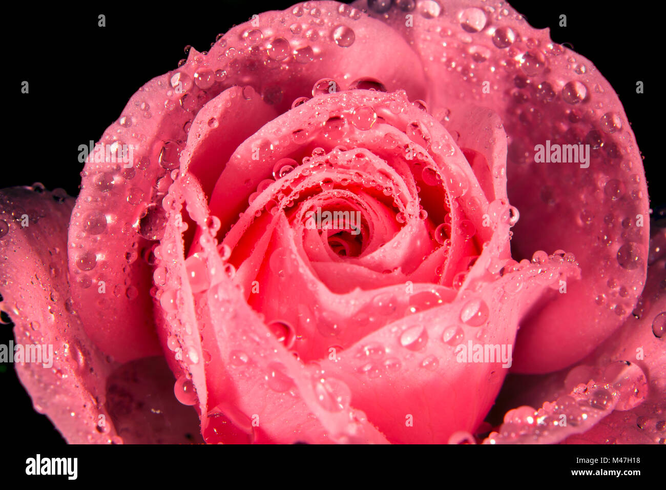 Wet rose hi-res stock photography and images - Alamy