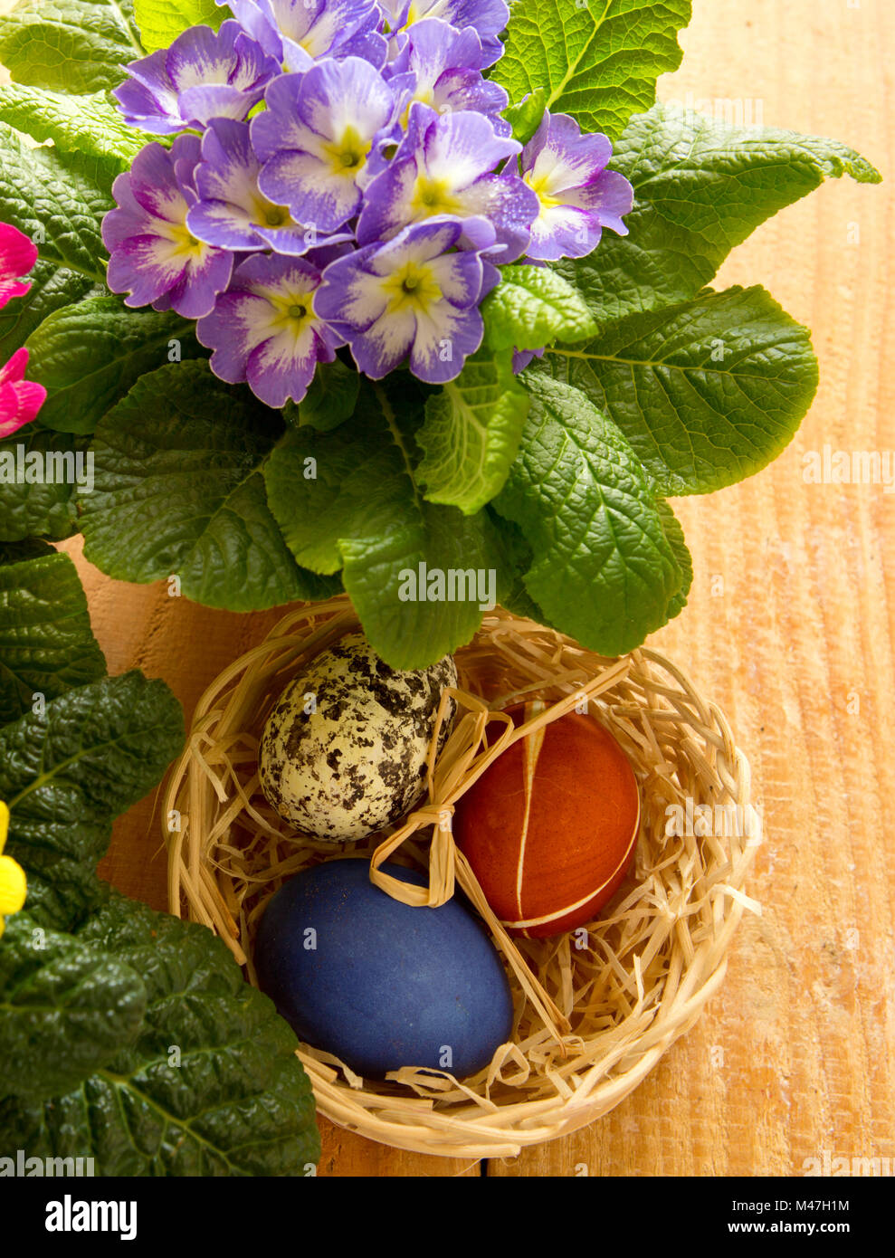 Easter basket with colored eggs and primrose Stock Photo - Alamy