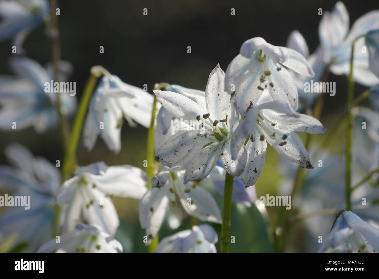 Mischtschenkos hi-res stock photography and images - Alamy