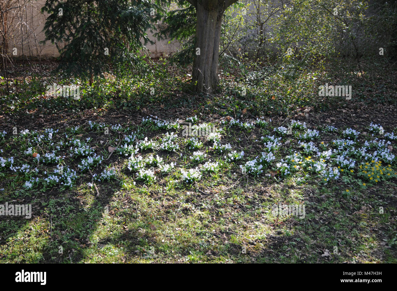 Scilla mischtschenkoana, Mischtschenko squill, Early squill Stock Photo ...