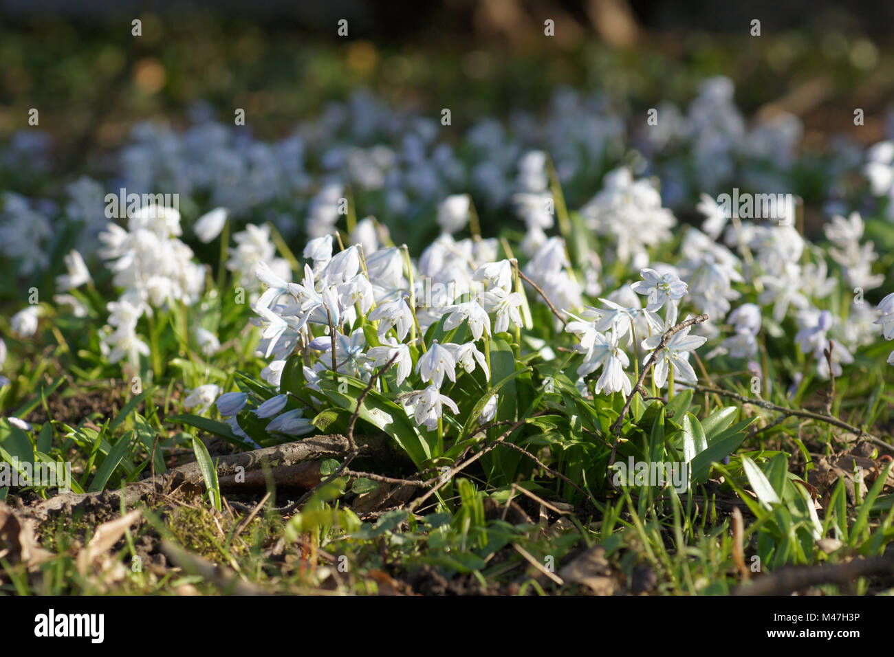 Scilla mischtschenkoana, Mischtschenko squill, Early squill Stock Photo ...