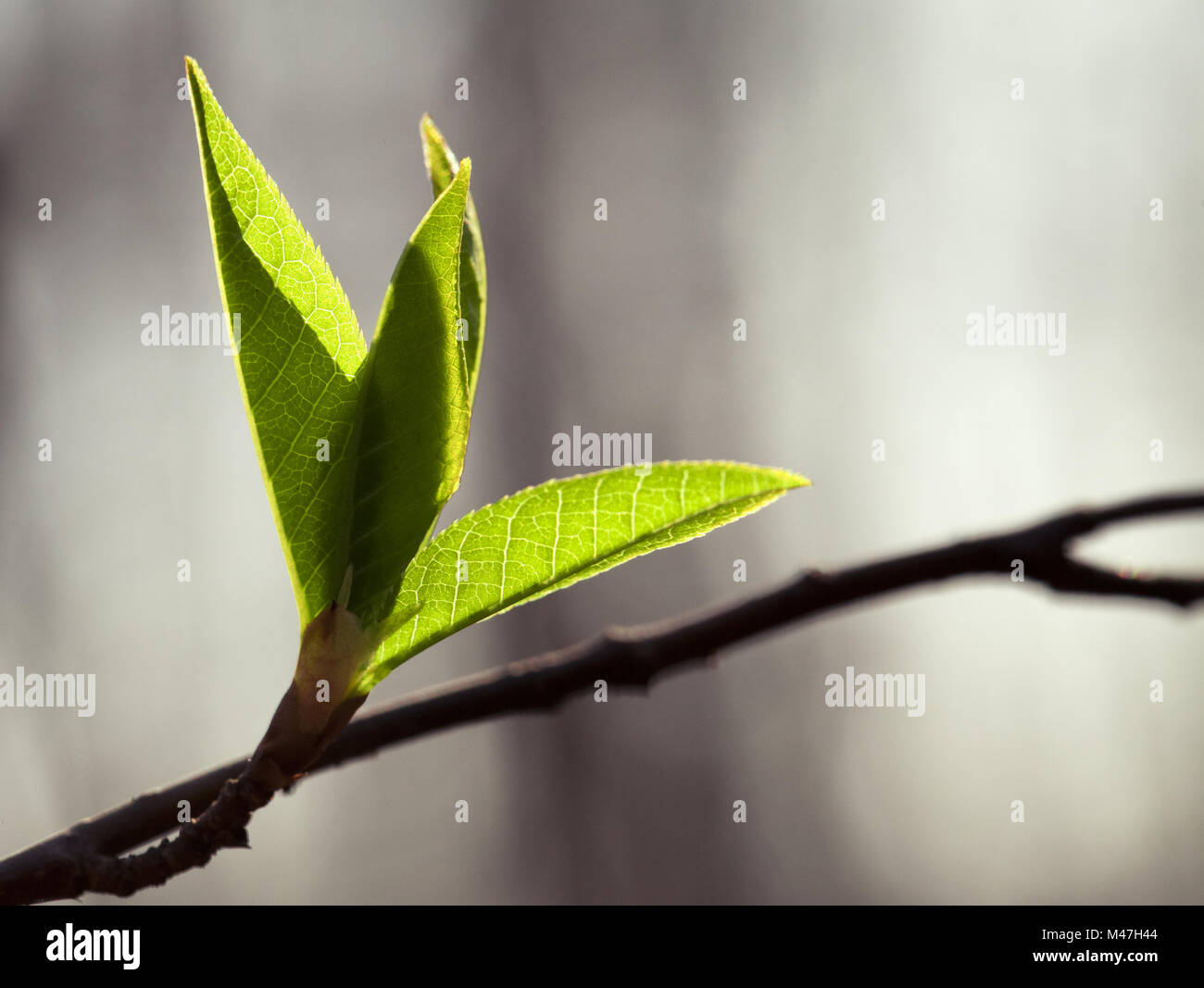 Fresh spring leaves Stock Photo - Alamy