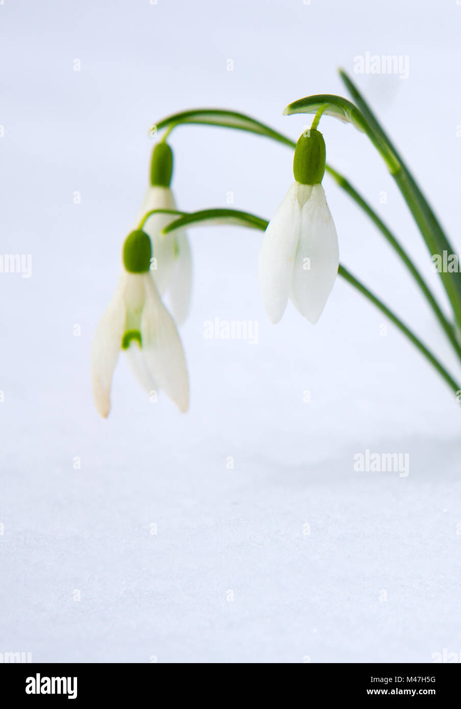 Snowdrop in flower garden hi-res stock photography and images - Alamy