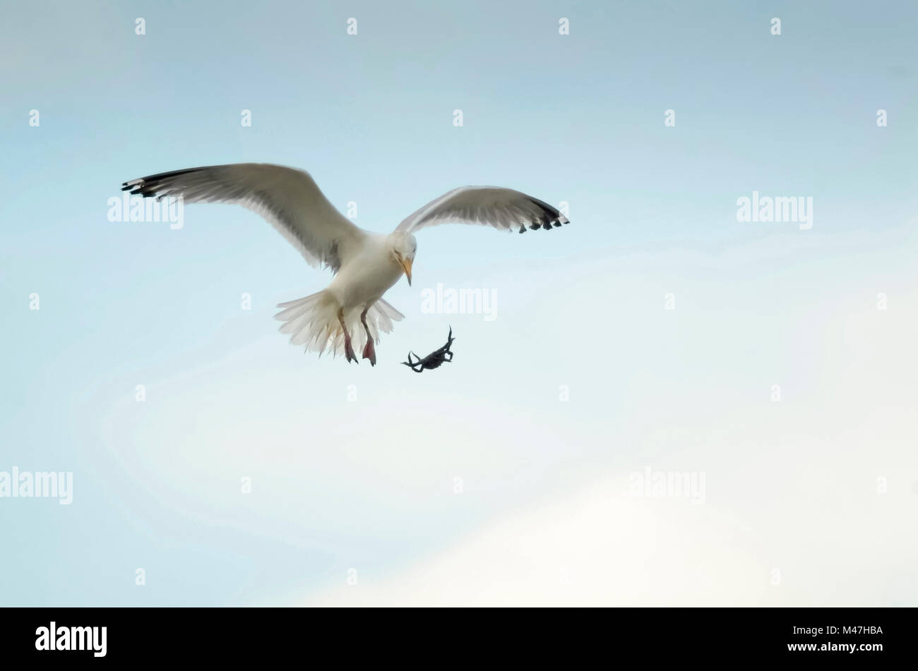 Seagull drops crab to crack open shell Stock Photo - Alamy