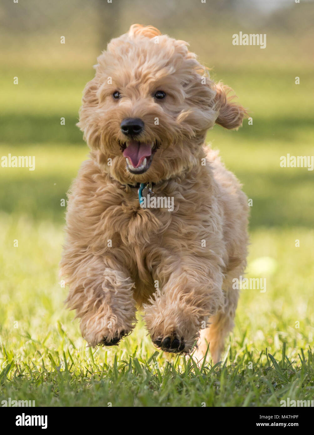 Cute Running Puppy