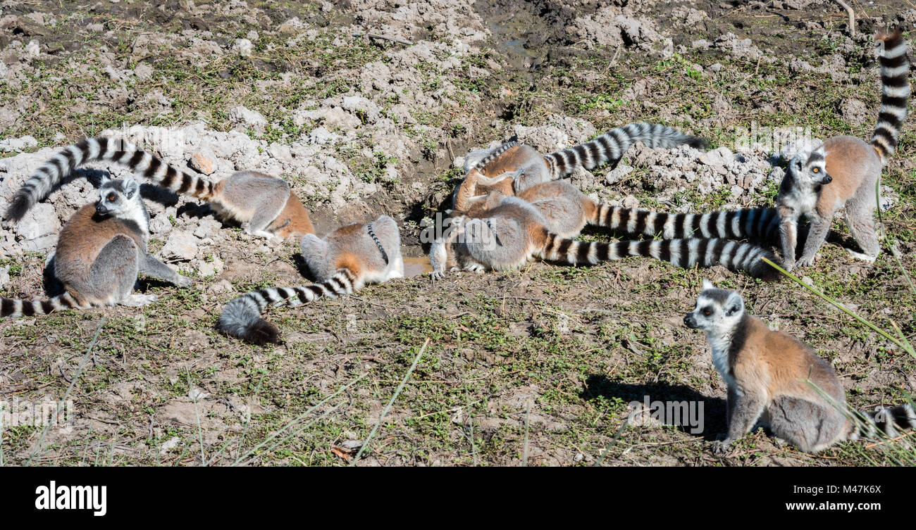 Group of Ring Tailed Lemurs, Madagascar Stock Photo - Alamy