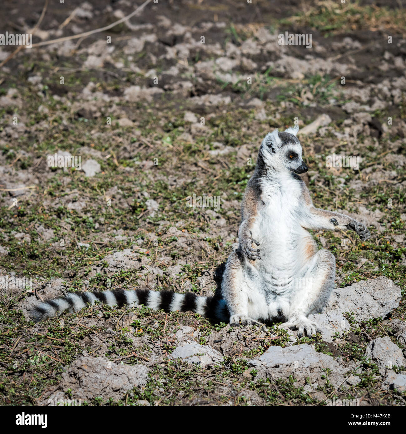 Ring Tailed Lemur Sitting on Ground, Madagascar Stock Photo - Alamy