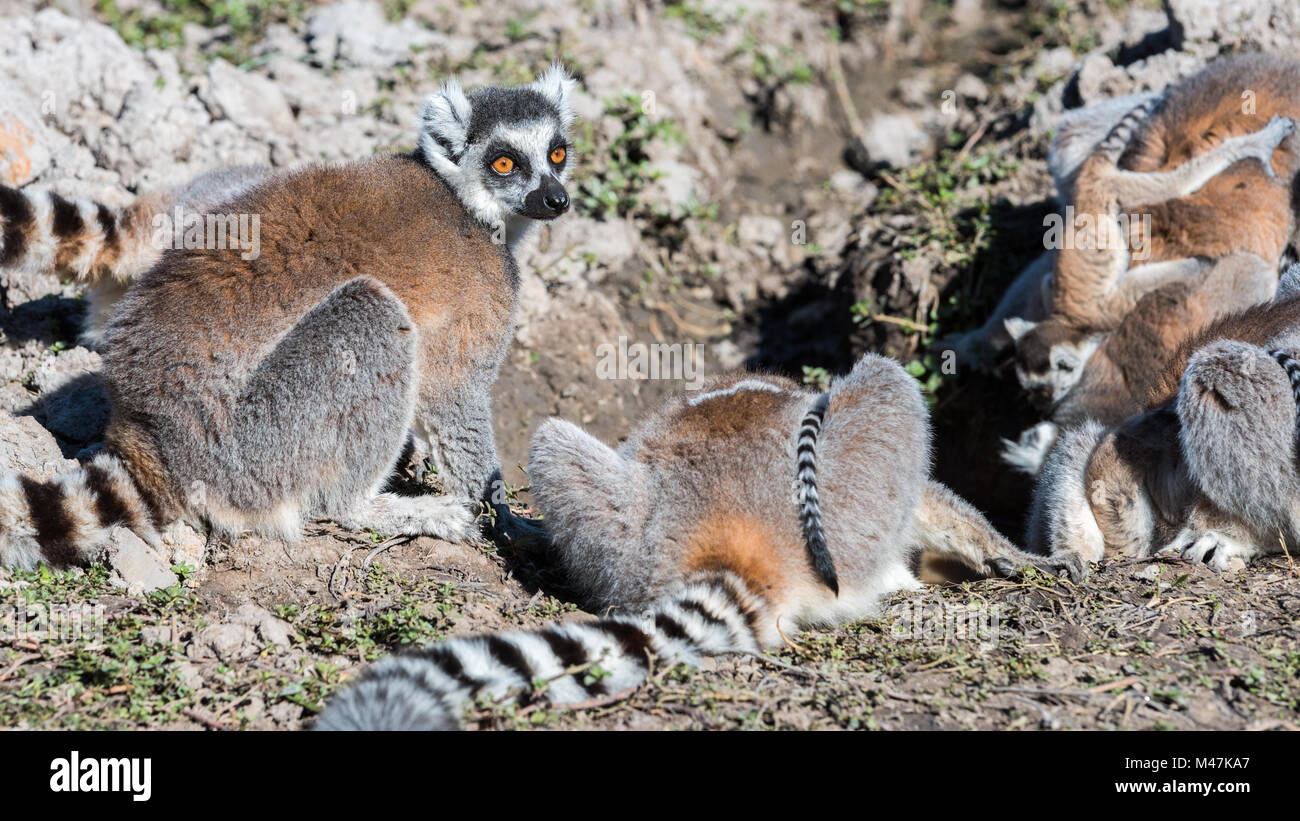 Ring Tailed Lemurs Drinking, Madagascar Stock Photo - Alamy