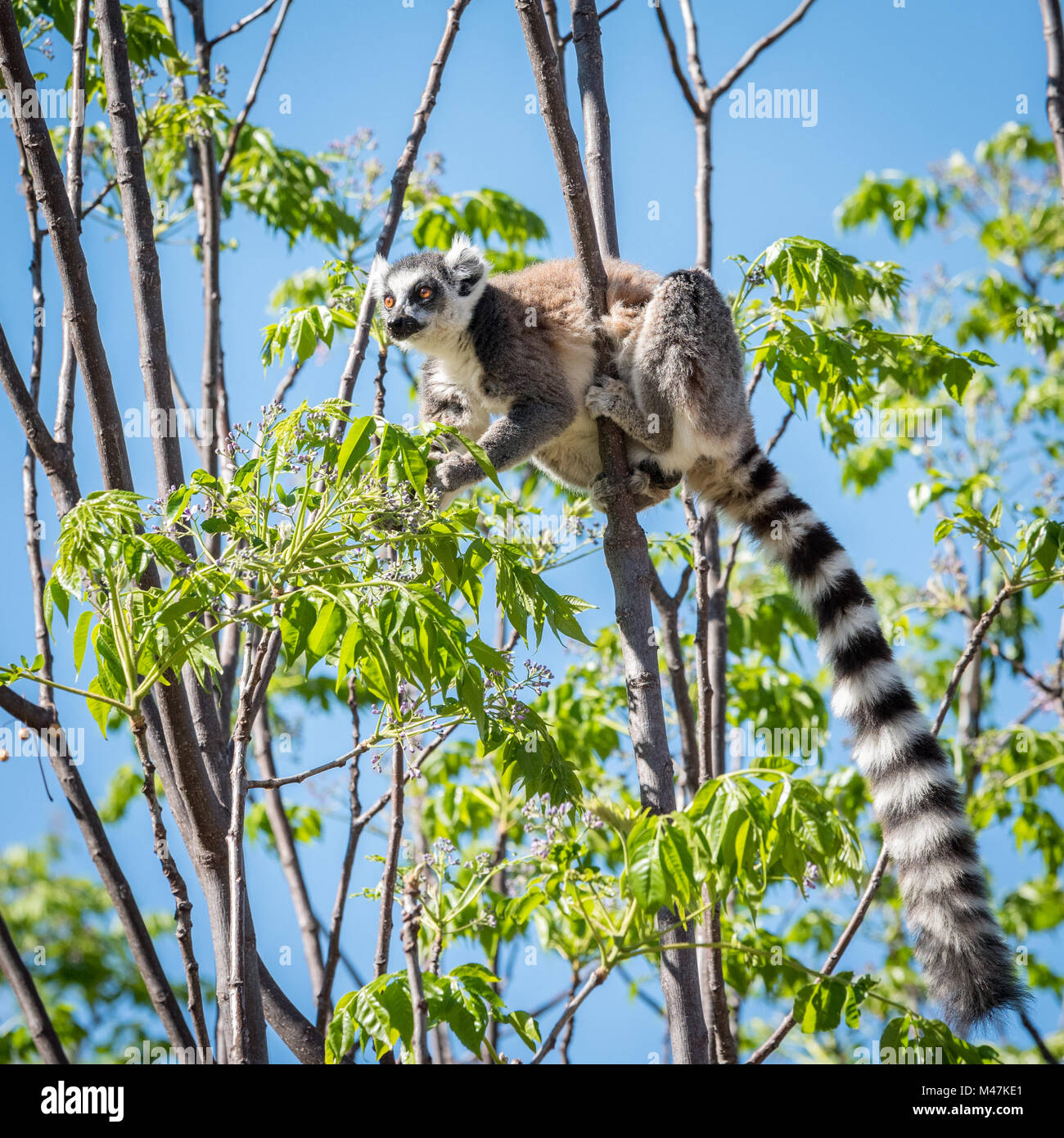 Ring Tailed Lemur, Madagascar Stock Photo - Alamy