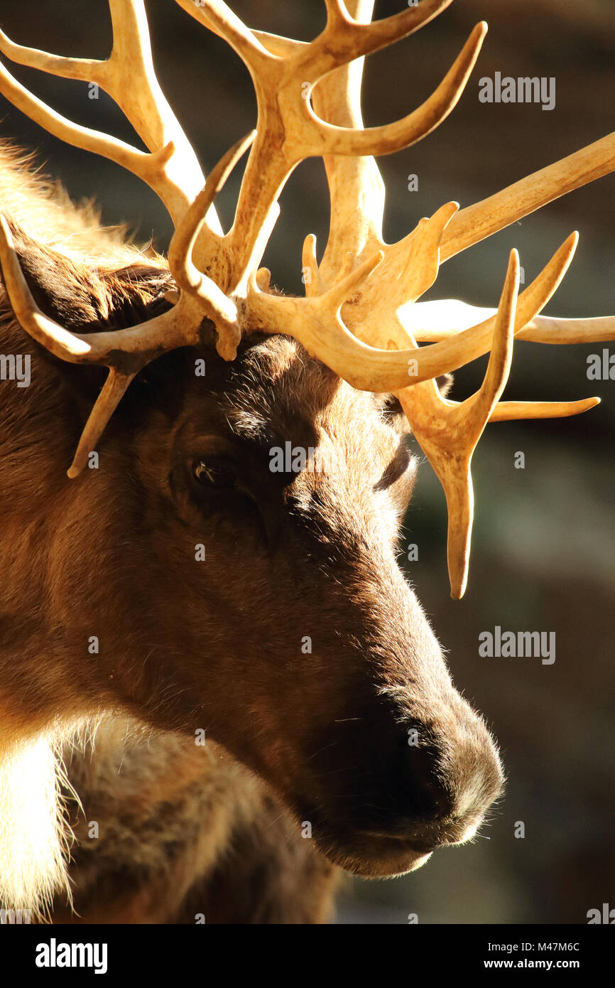 A close portrait of a large male Reindeer Stock Photo - Alamy