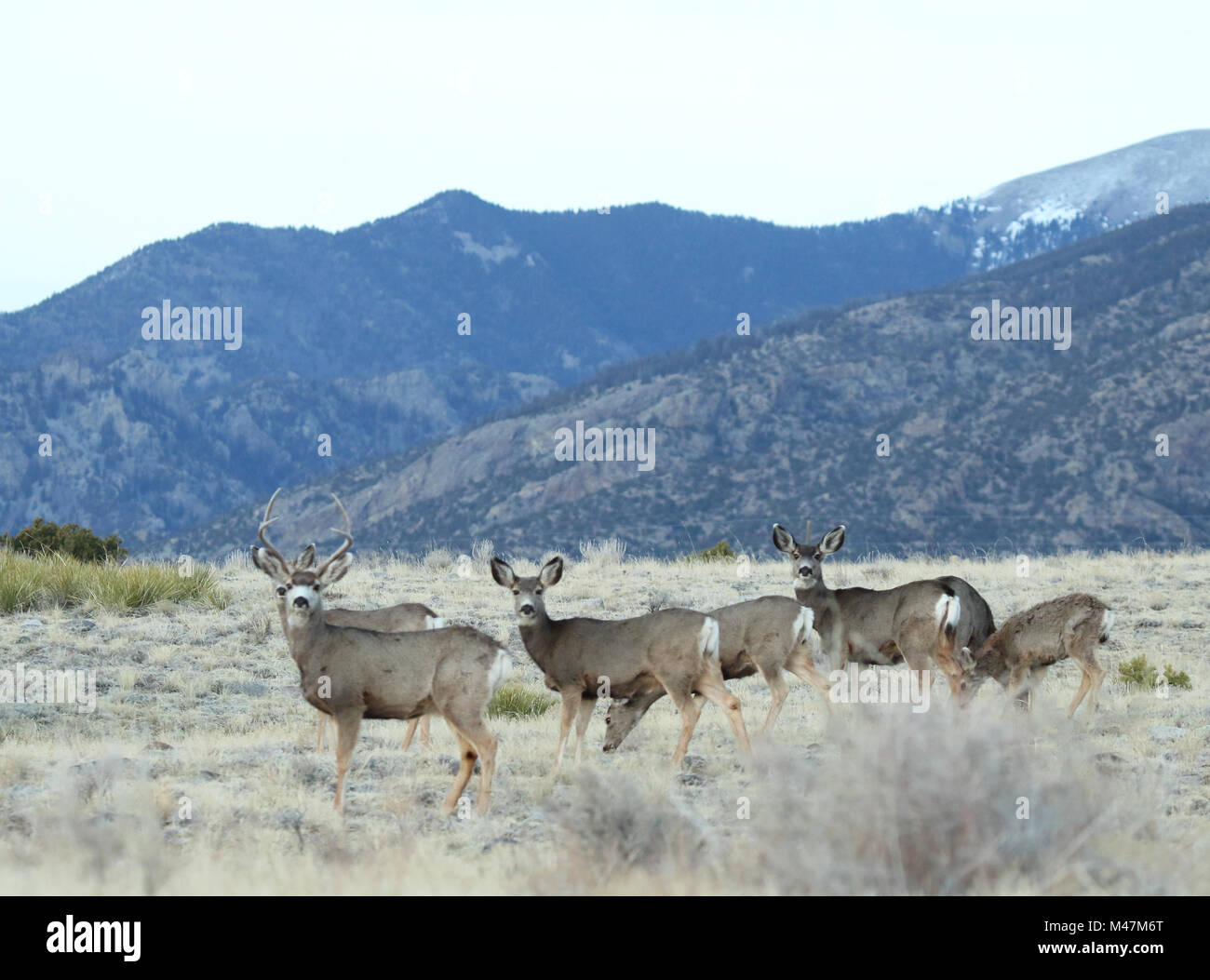 A herd of Mule Deer among Mountains Stock Photo - Alamy
