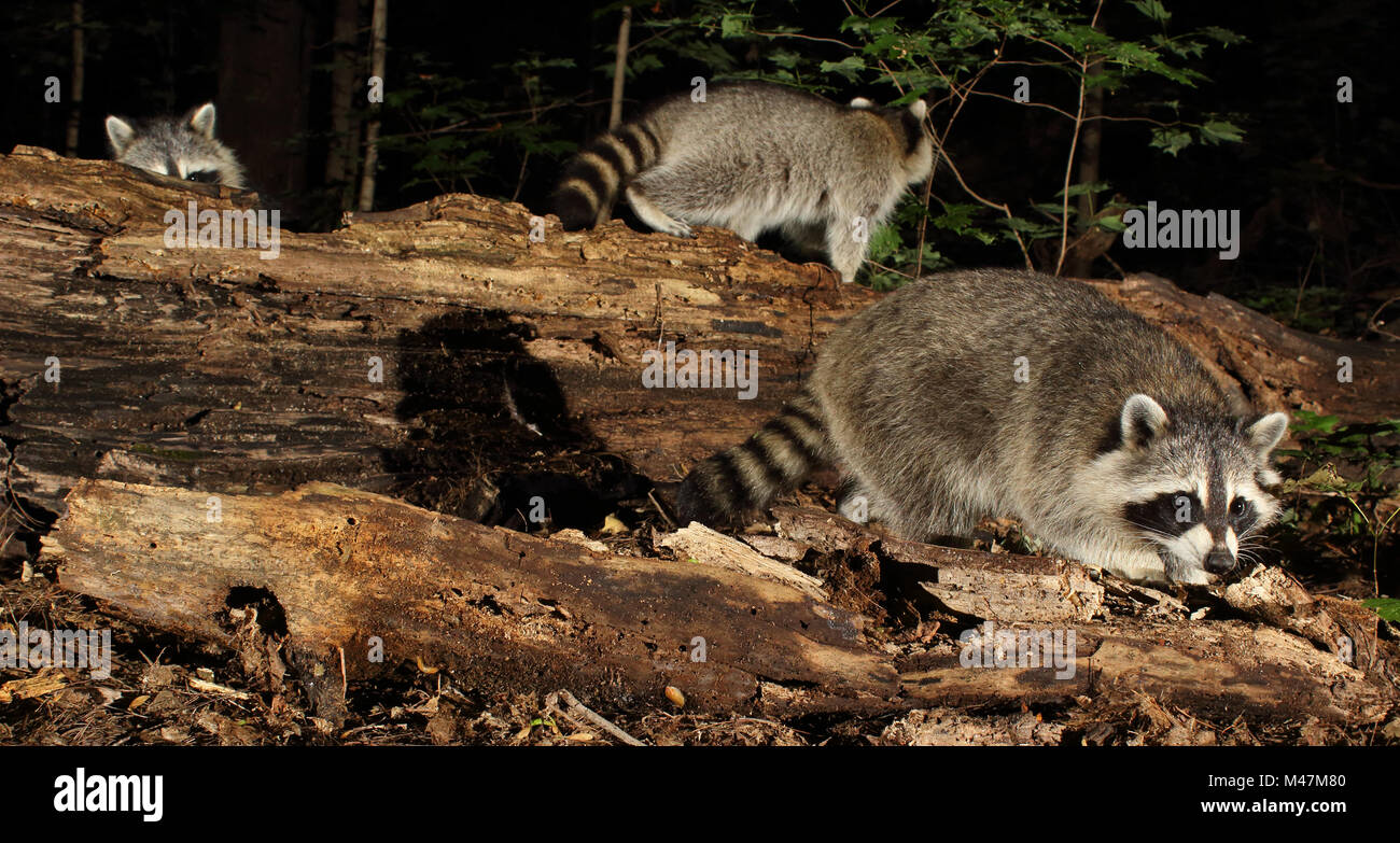 Three raccoons hi-res stock photography and images - Alamy