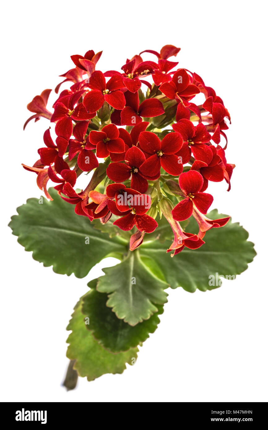 Flower Kalanchoe, tropical succulent, isolated on white background ...