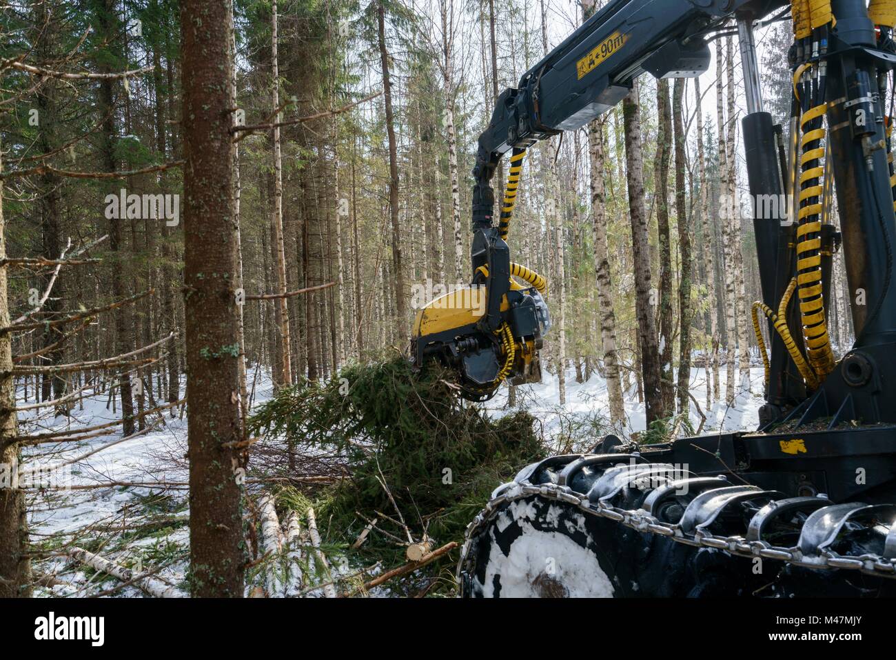 Woodworking in forest. Log loader cuts spruce Stock Photo - Alamy
