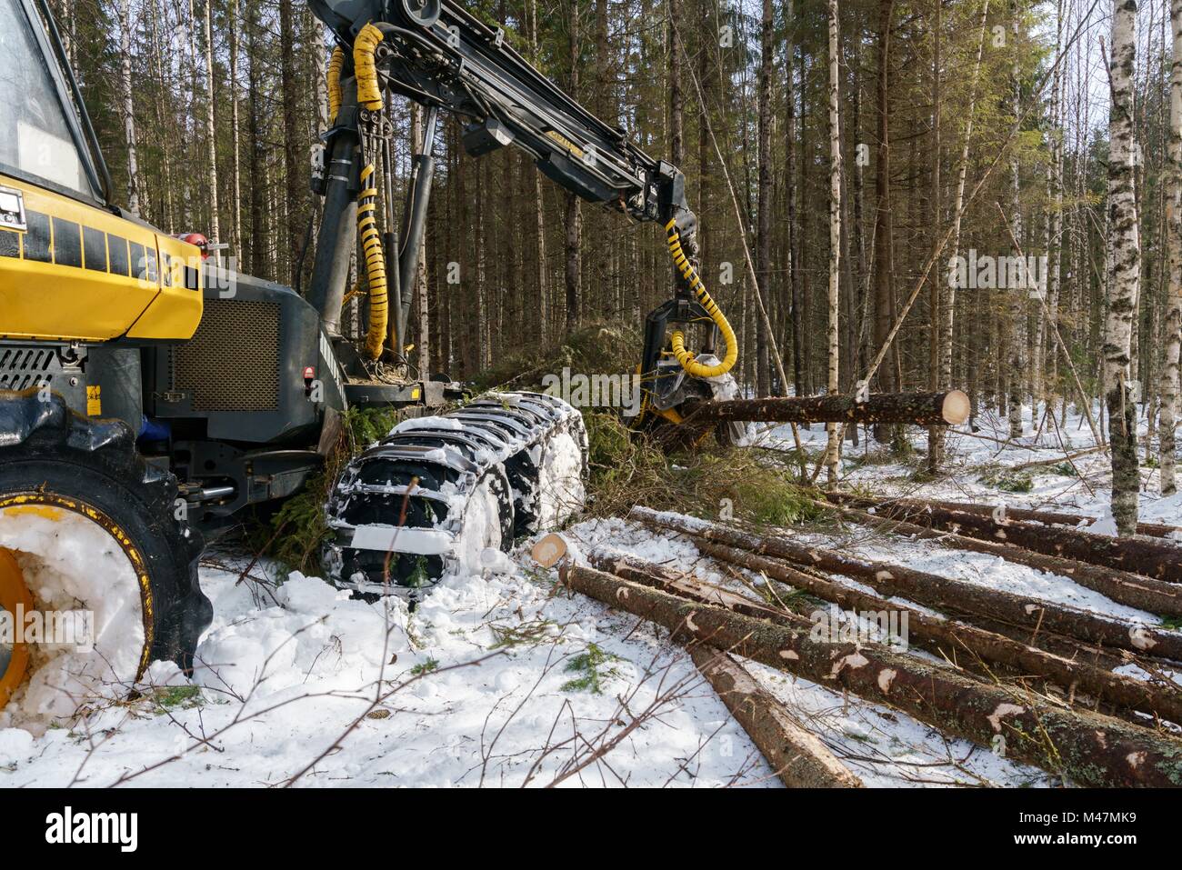 Forest cut down trees hi-res stock photography and images - Alamy
