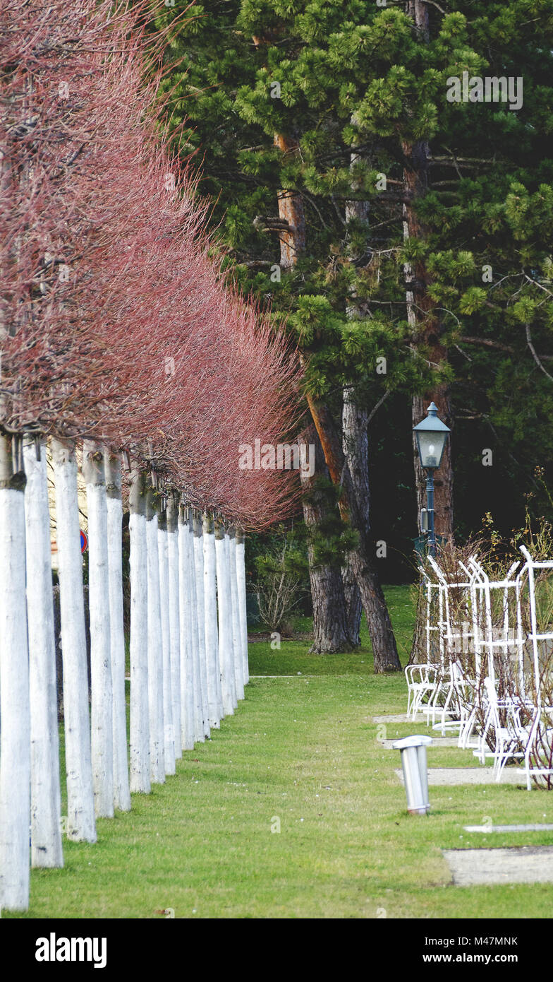 trees with white painted stems and reddish twigs Stock Photo - Alamy