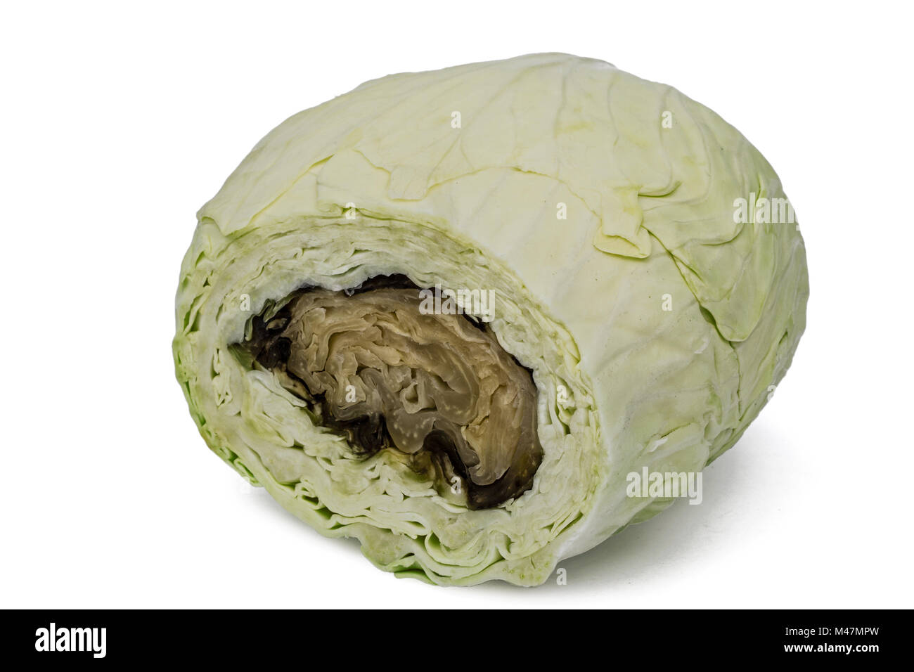Spoiled rotten cabbage, isolated on white background Stock Photo - Alamy
