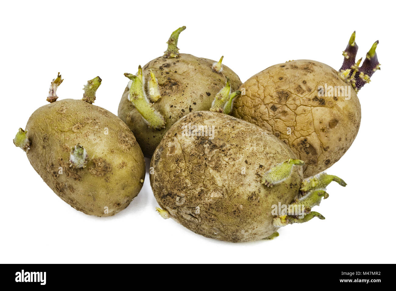 Potatoes with sprouts, isolated on white background Stock Photo - Alamy