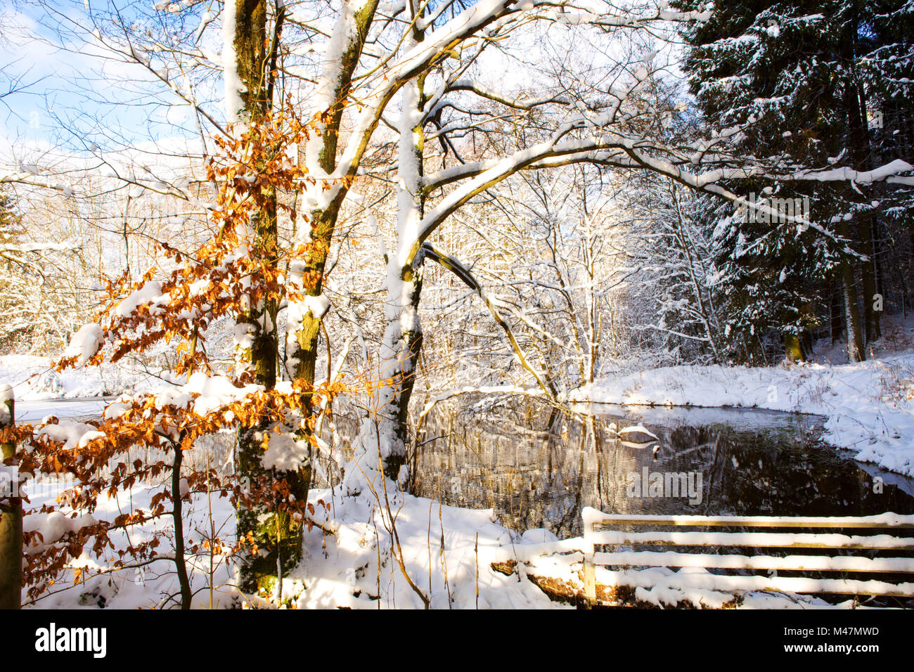 Winter tree against with reflection in water Stock Photo - Alamy