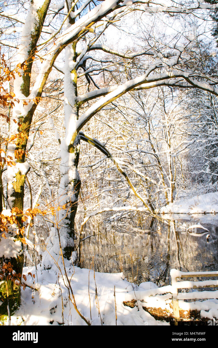 Winter tree against with reflection in water Stock Photo - Alamy