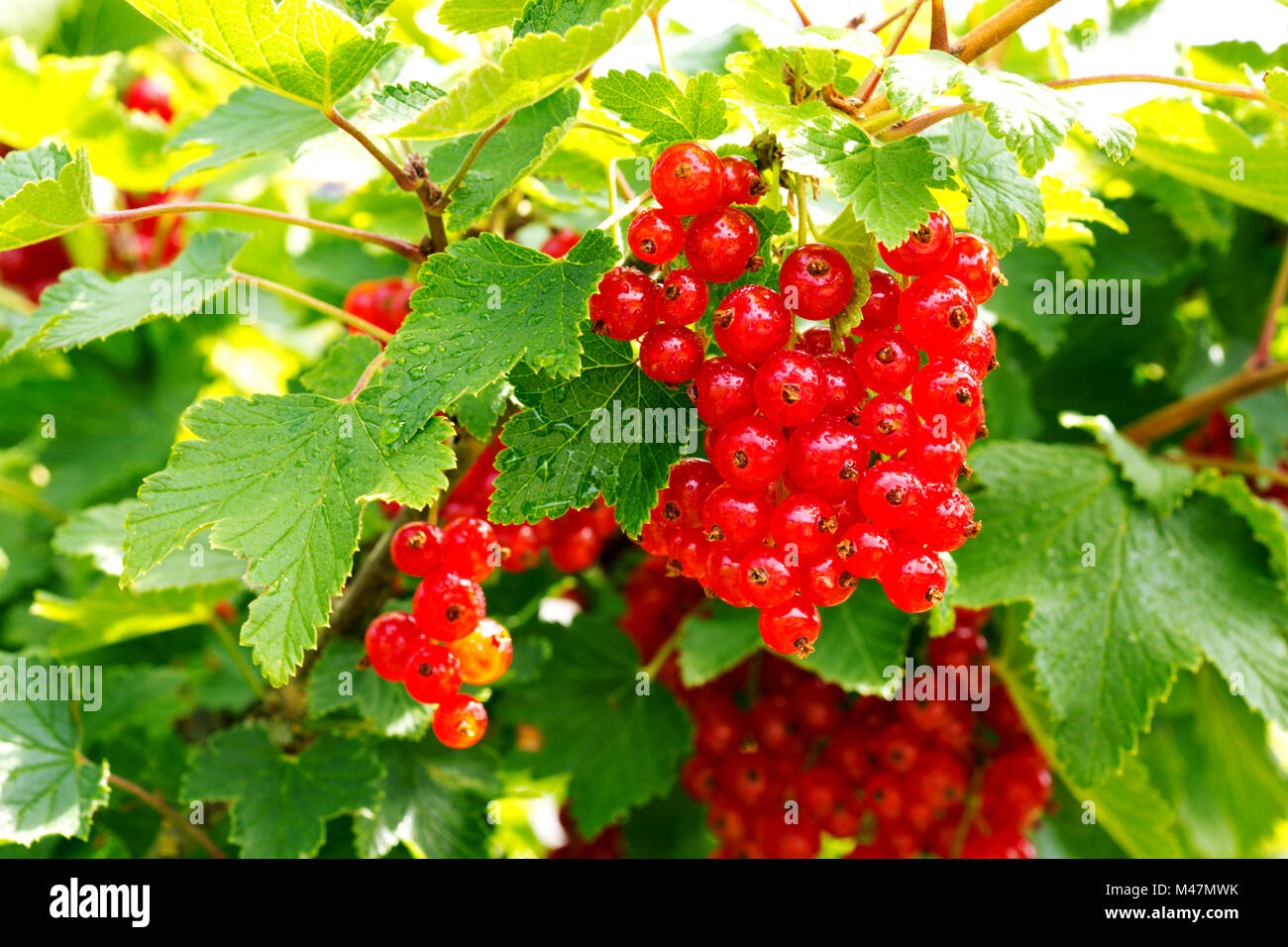 Garden red currant hi-res stock photography and images - Alamy