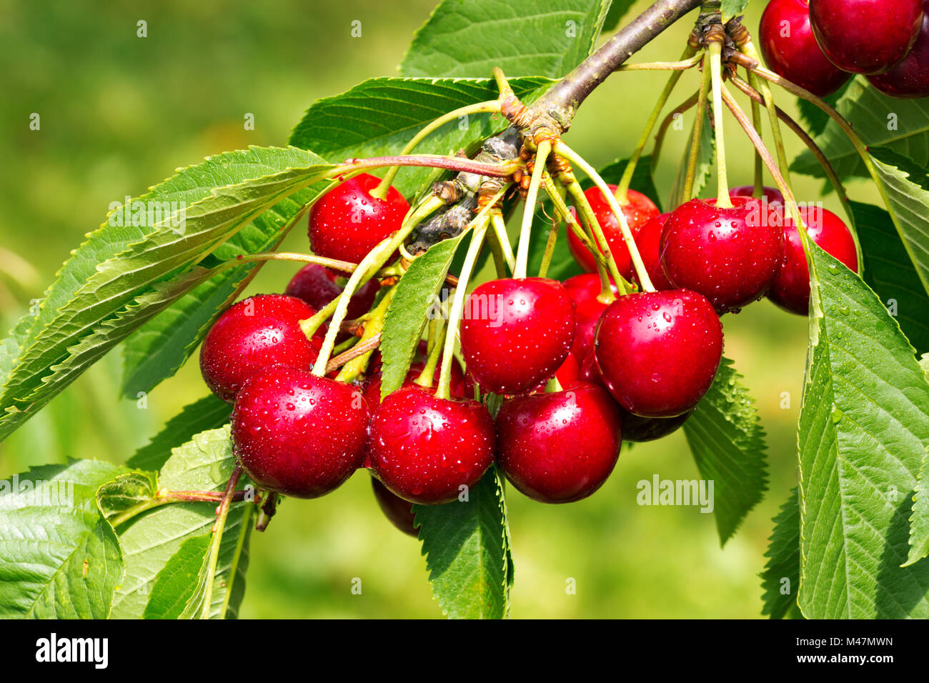 Sweet cherry red berries on a tree branch close up Stock Photo - Alamy
