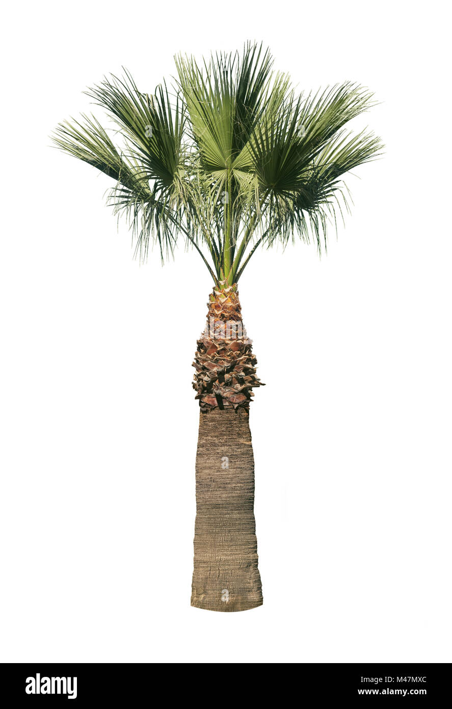 Isolated palm tree Stock Photo - Alamy