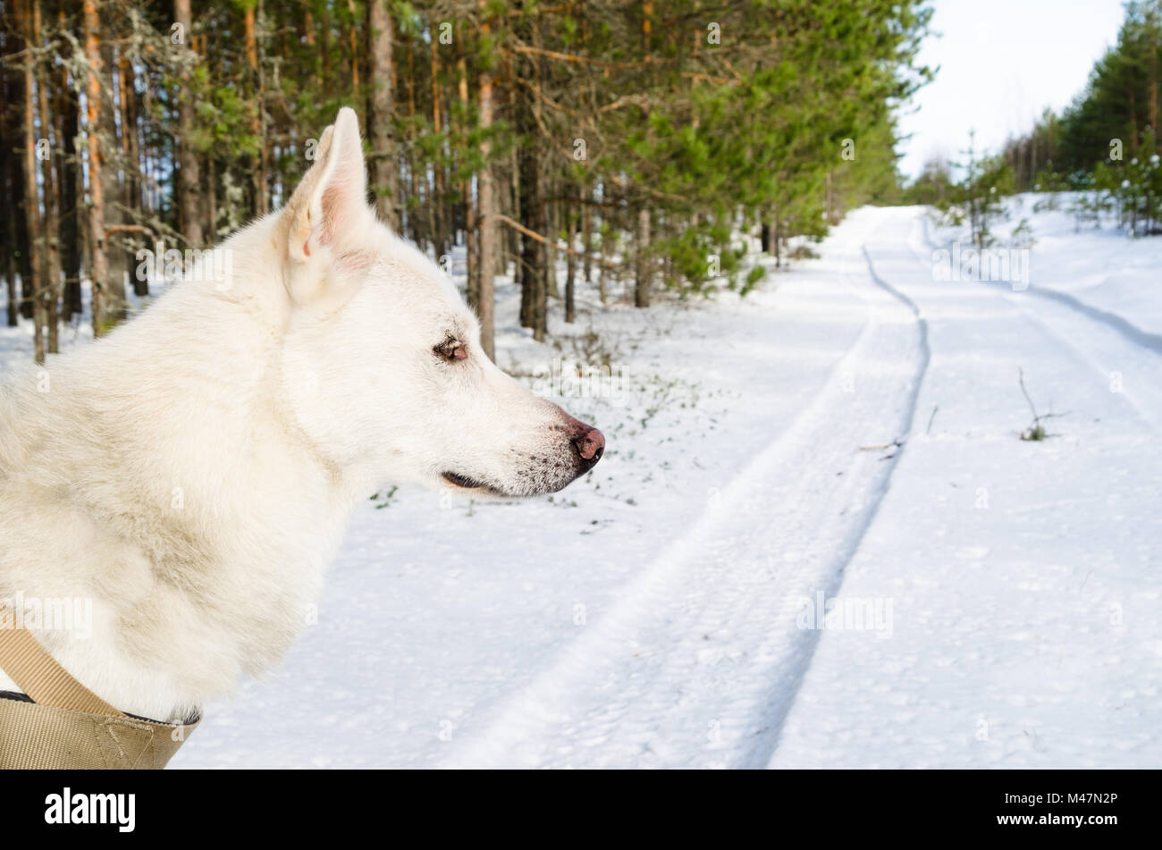 The arctic snowy forest hi-res stock photography and images - Alamy