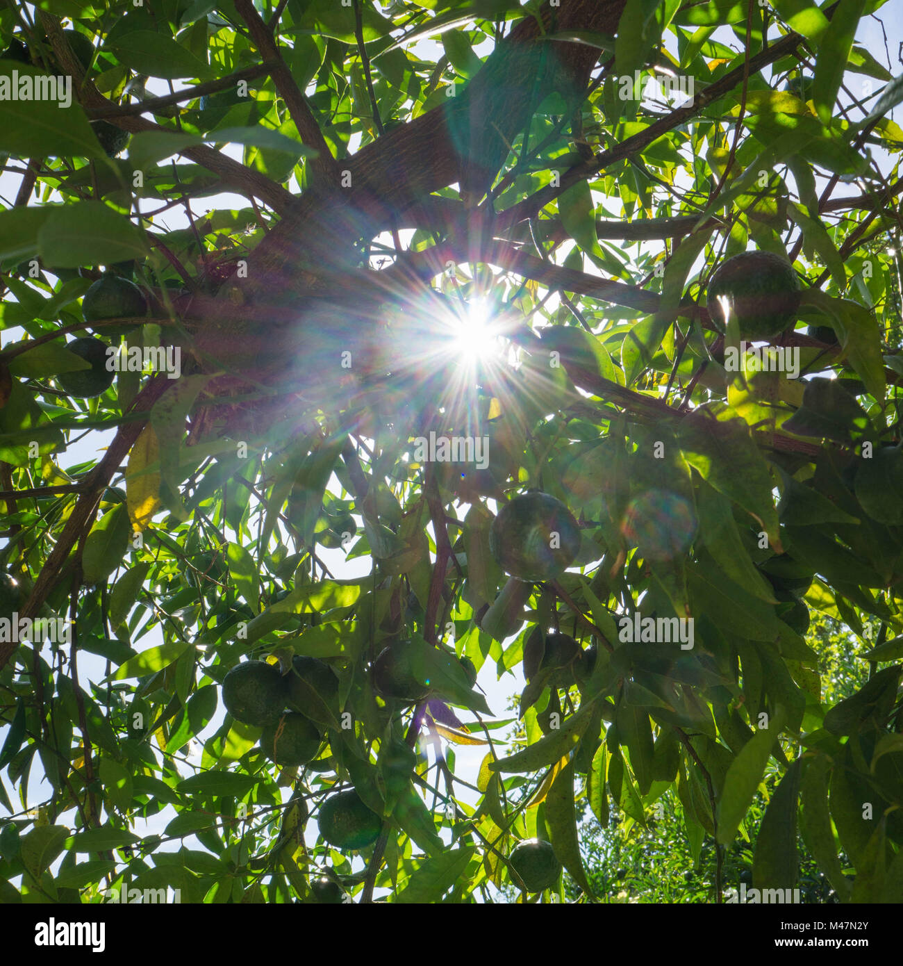 Pretty little lemon tree Stock Photo - Alamy
