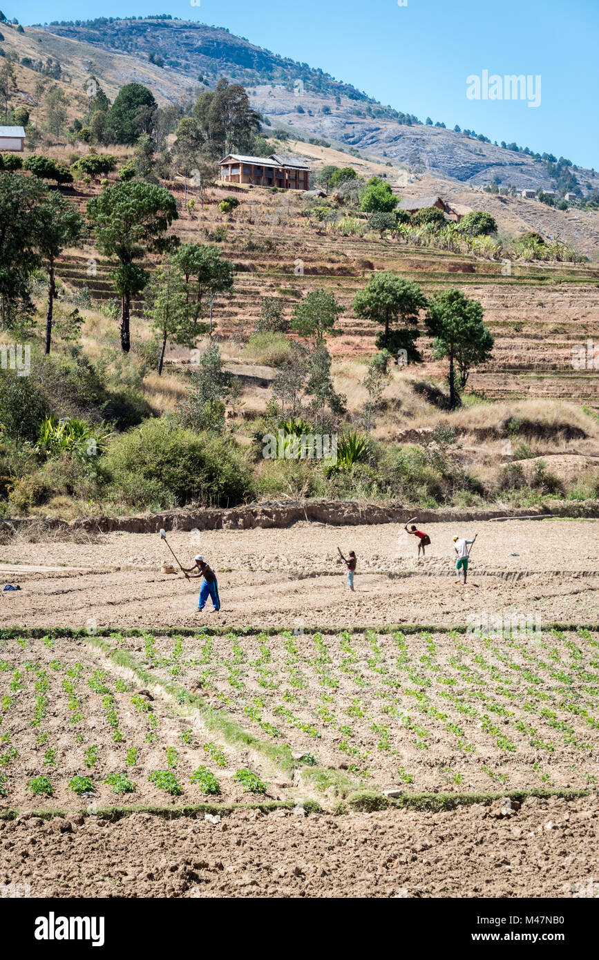 African farm workers hi-res stock photography and images - Alamy