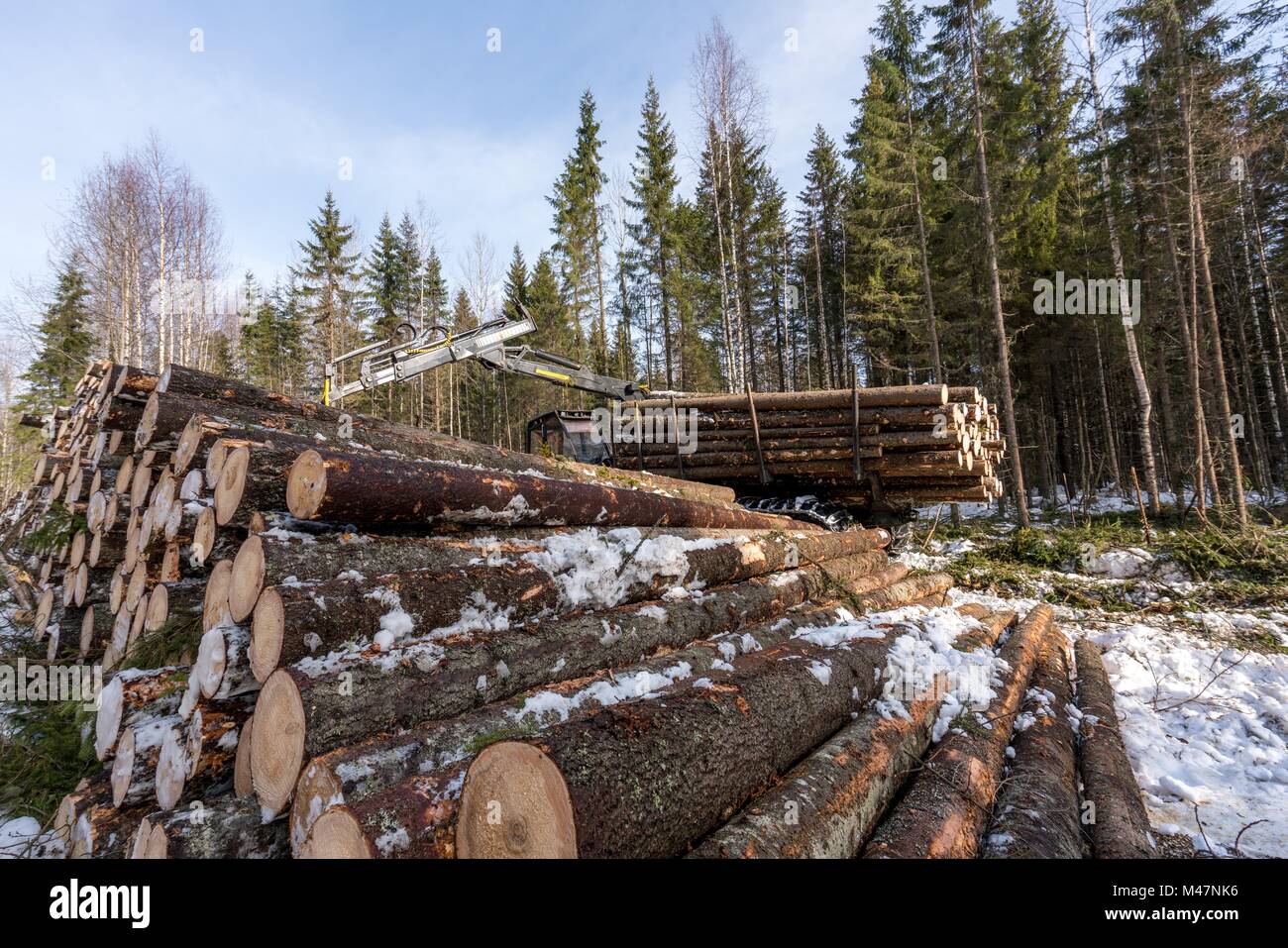 Timber harvesting. Logger working in winter forest Stock Photo - Alamy