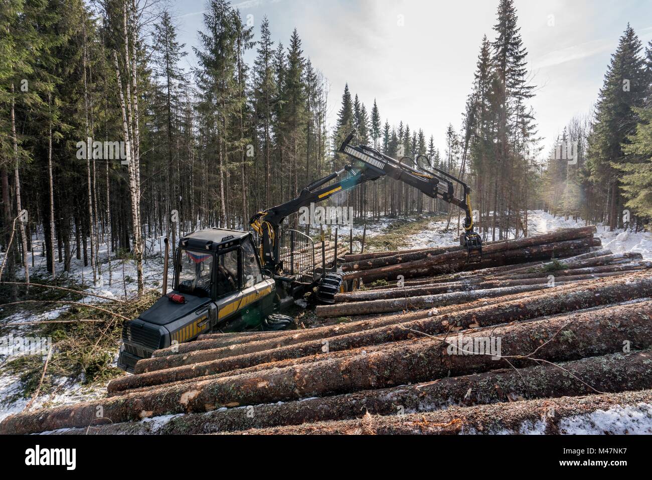 Forestry. Logger loads timber in winter woods Stock Photo - Alamy