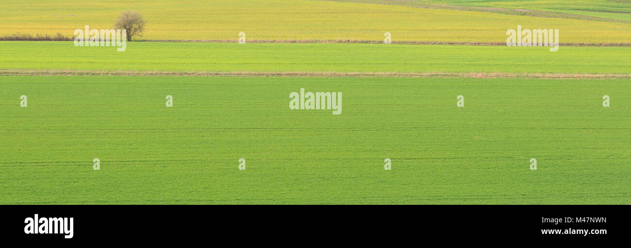 beautiful landscape background, green fields and tree Stock Photo - Alamy