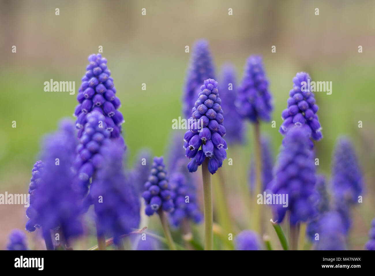 Blue muscari flower hi-res stock photography and images - Alamy