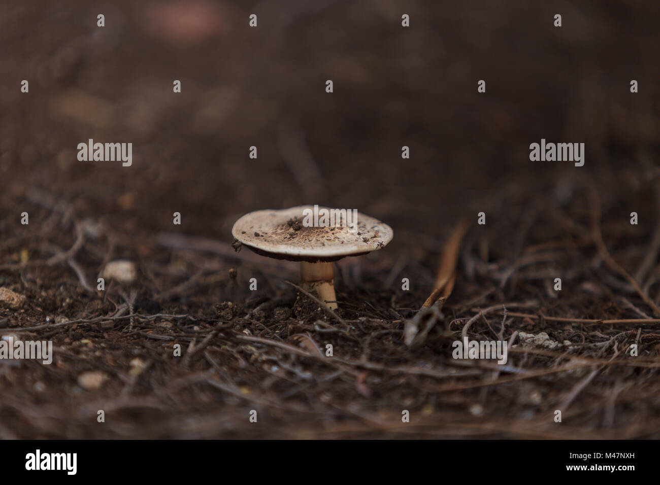 California mushroom hi-res stock photography and images - Alamy