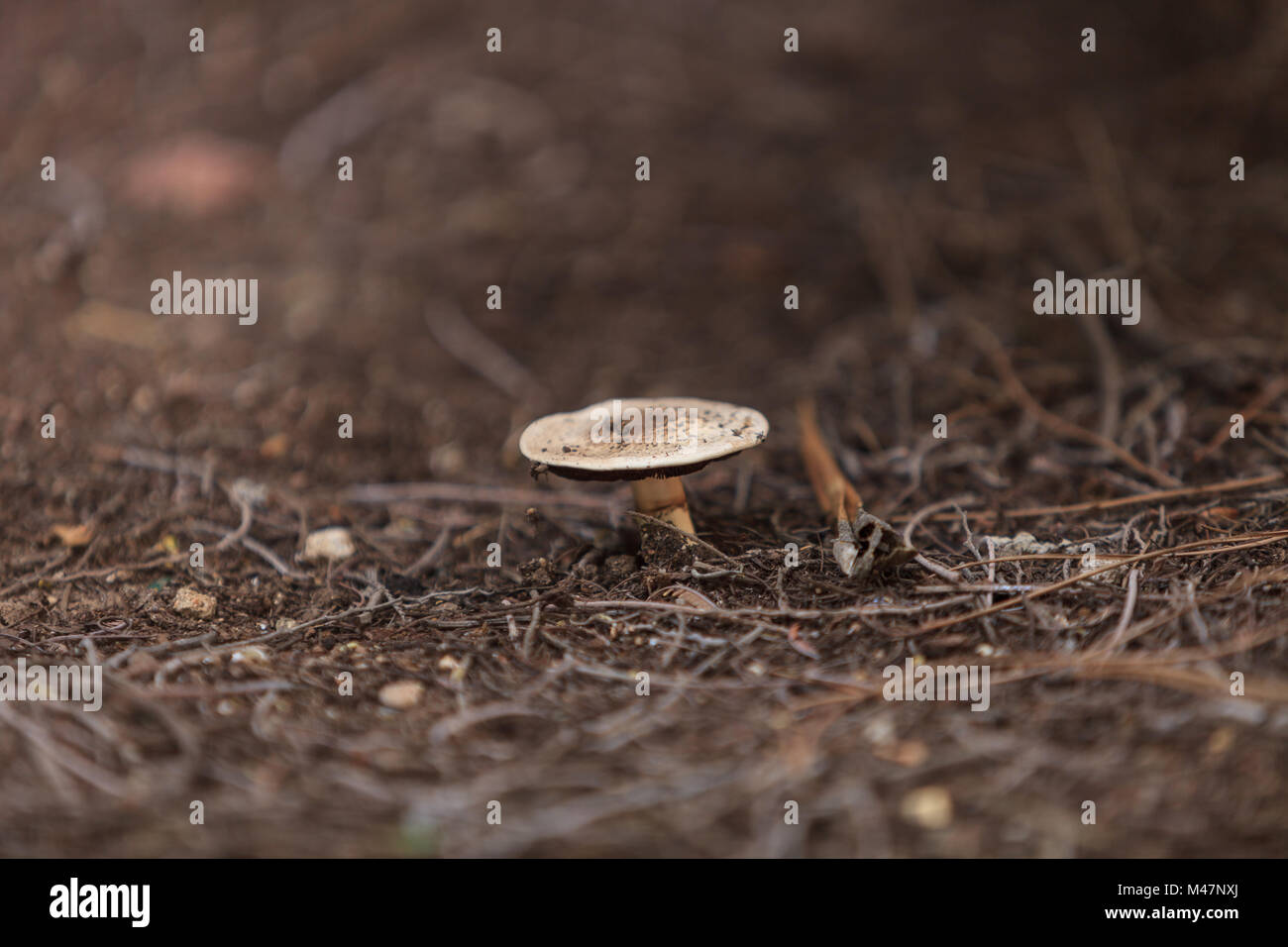 California fungi mushroom known as Amanita augusta Stock Photo - Alamy
