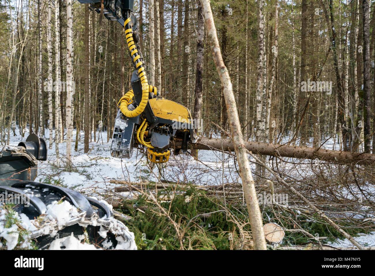 Image of logger cut down the tree and sawing it Stock Photo - Alamy